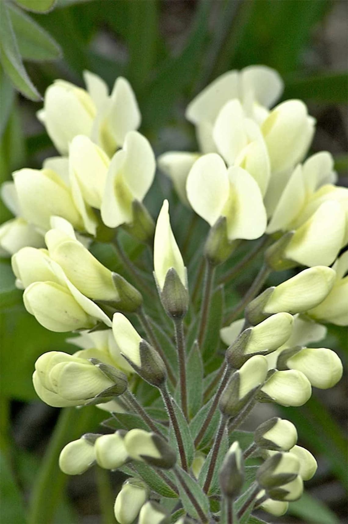 CREAM WILD INDIGO Baptisia Bracteata Wildflower Vivace - Etsy France