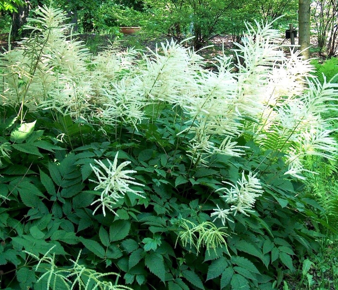DWARF GOATSBEARD Korean Aruncus Small Miniature Hardy Perennial Goat's ...