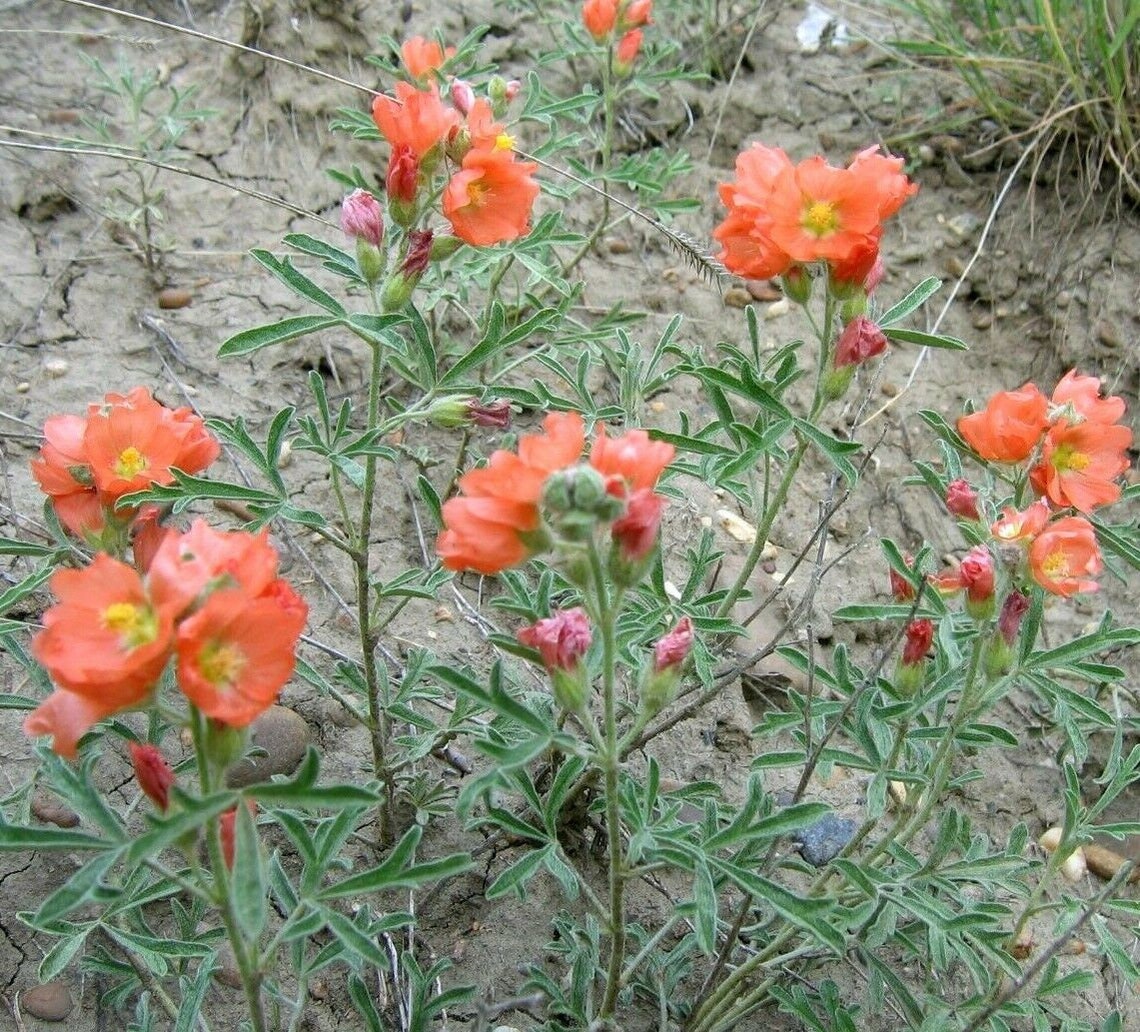 SCARLET GLOBEMALLOW Sphaeralcea Coccinea Hardy Perennial 30 - Etsy