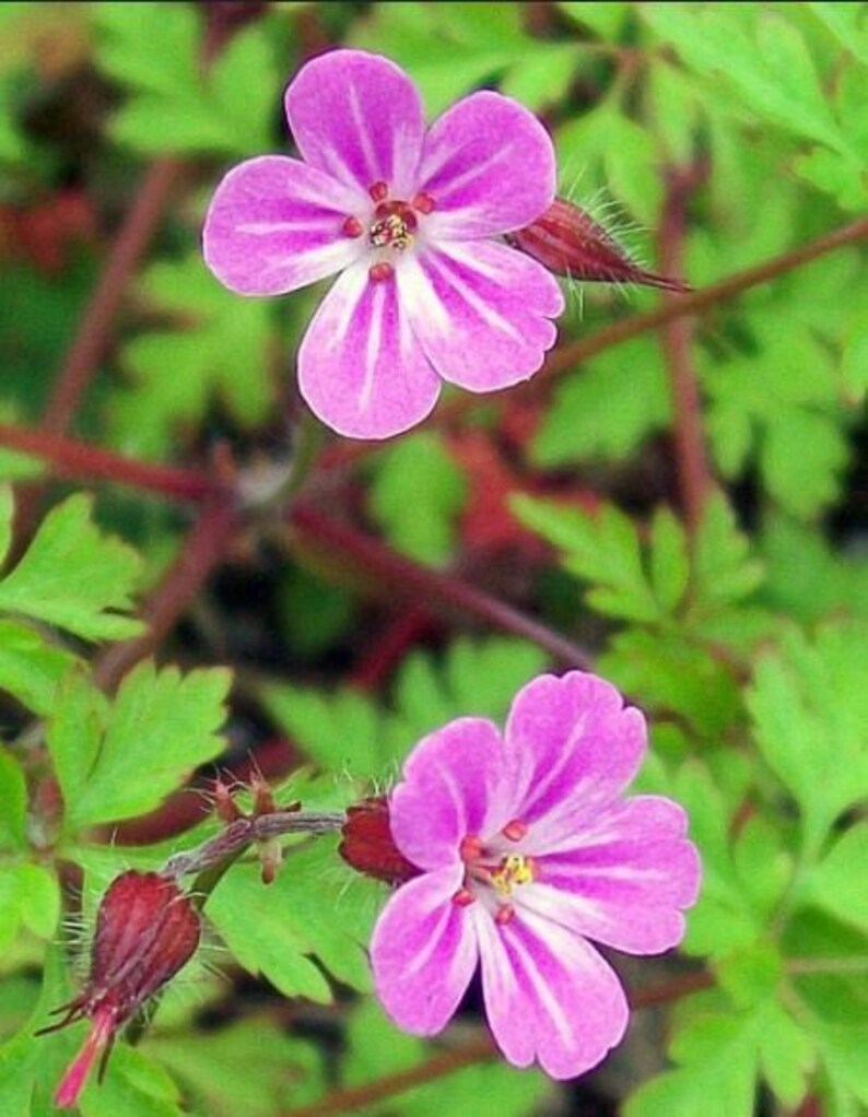 HARDY GERANIUM ROBERTIANUM Pink Wildflower Wild Native Ground - Etsy