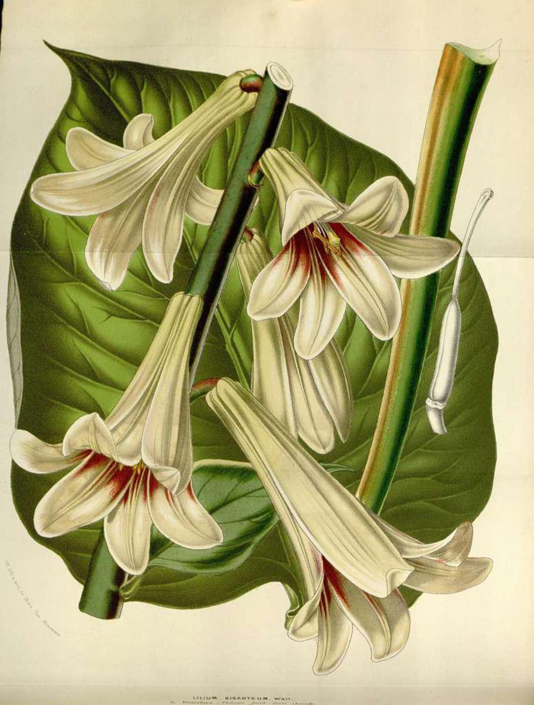 GIANT HIMALAYAN LILY Cardiocrinum Giganteum Yunnan Forms Bulb, Hardy ...