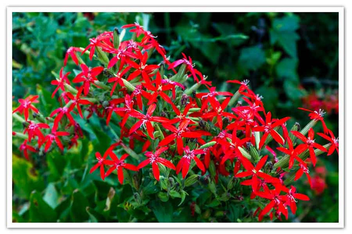 ROYAL CATCHFLY Silene Regia Perennial Red Wildflower | Etsy