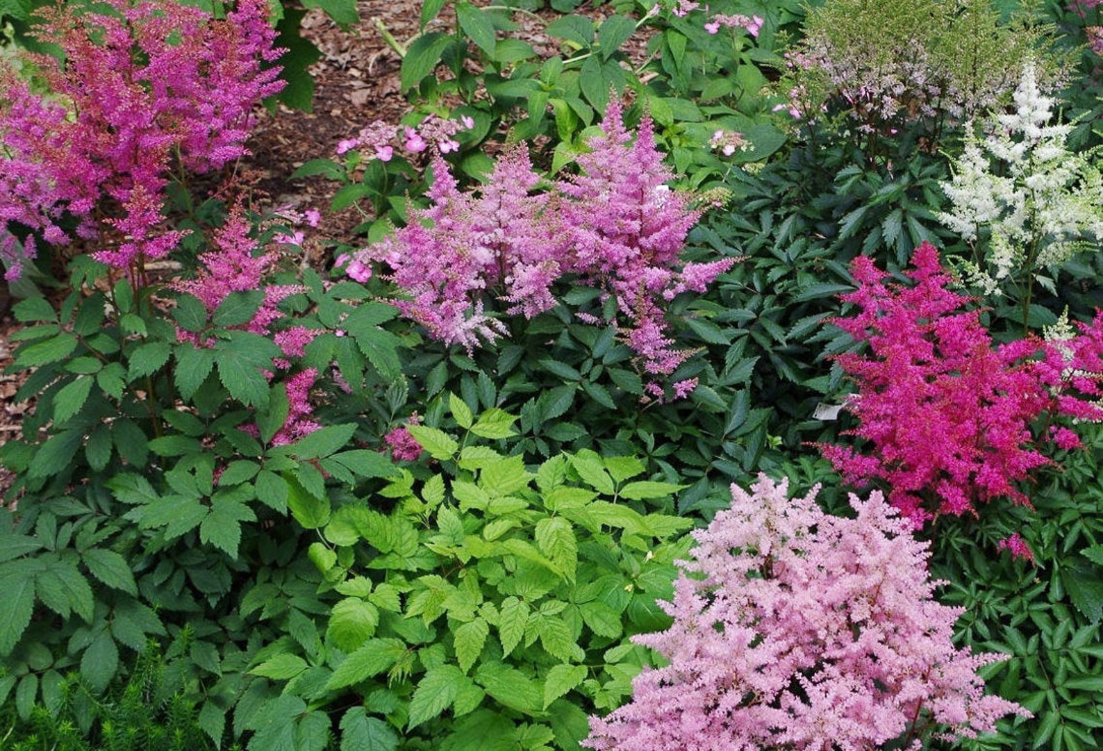 TALL ASTILBE MIX Shade Perennial Hardy Ardensii 10 Seeds - Etsy