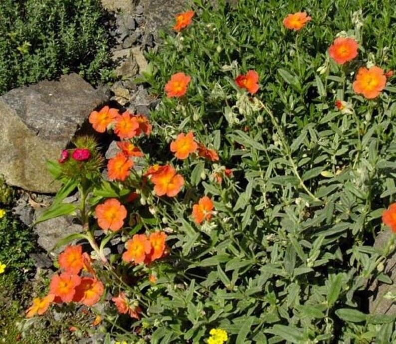 Rock SUN ROSE Mix Hardy Perennial Helianthemum Mutabile | Etsy