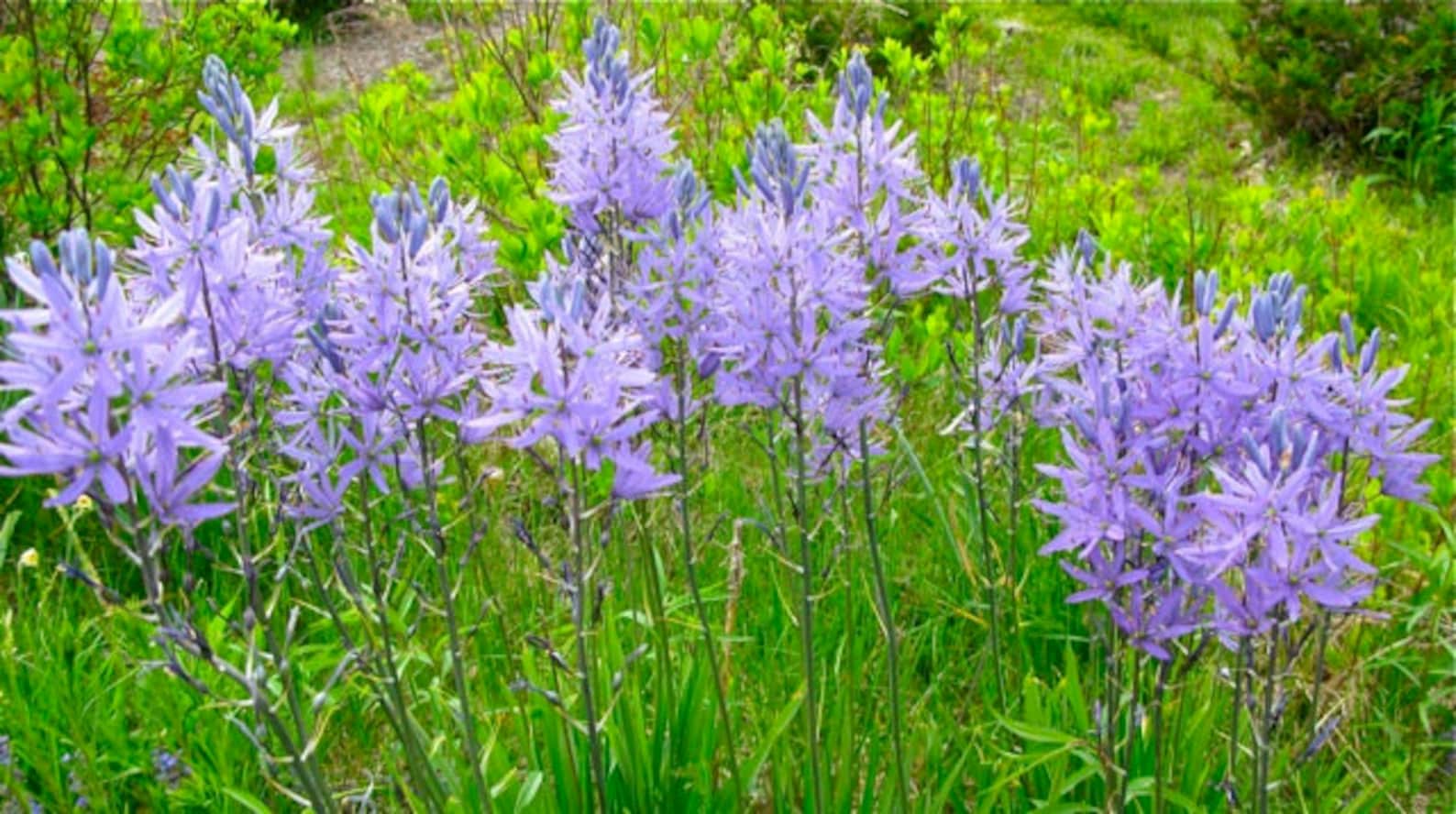 WILD HYACINTH CAMAS Camassia Scilloides Wildflower Perennial - Etsy