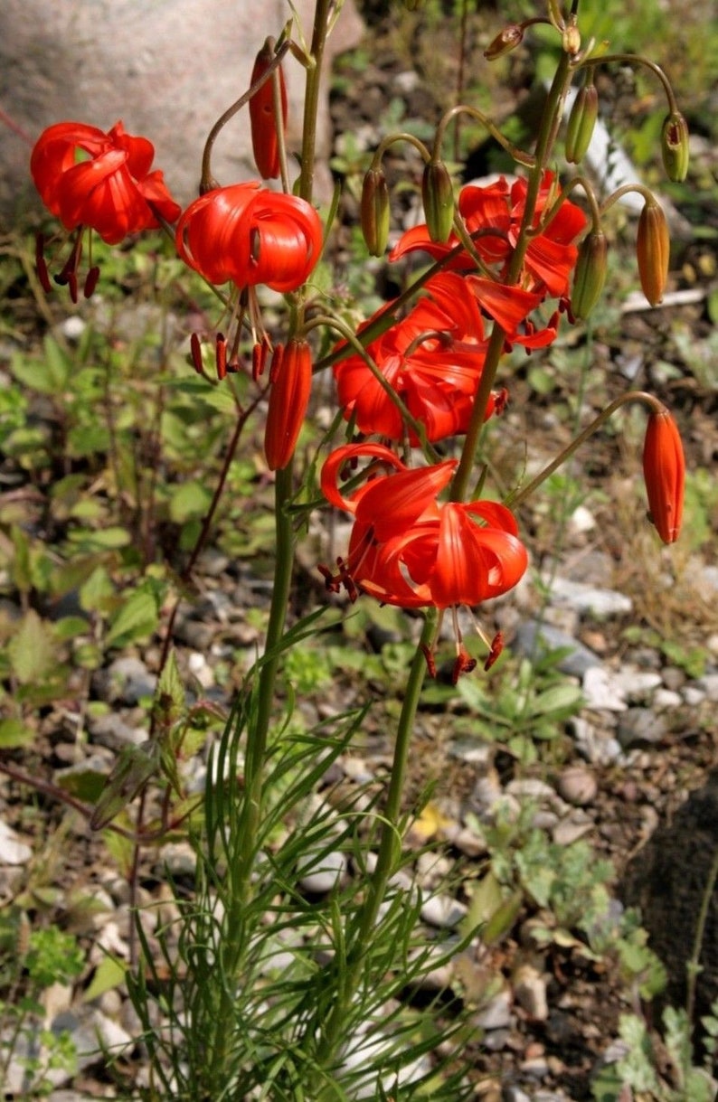 RED CORAL LILY Pumilum Lilium Tenuifolium Fragrant Turk's | Etsy