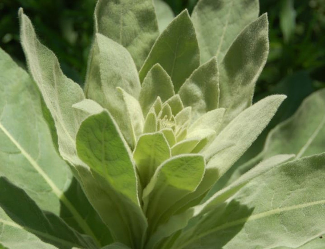 VERBASCUM Yellow Mullein Thapsus Perennial Mullien Wildflower | Etsy