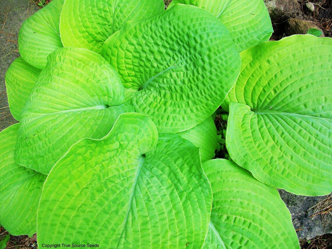 DIMPLED GOLD HOSTA Huge Puckered Large Thick Leaves Shade, 10 Seeds - Etsy