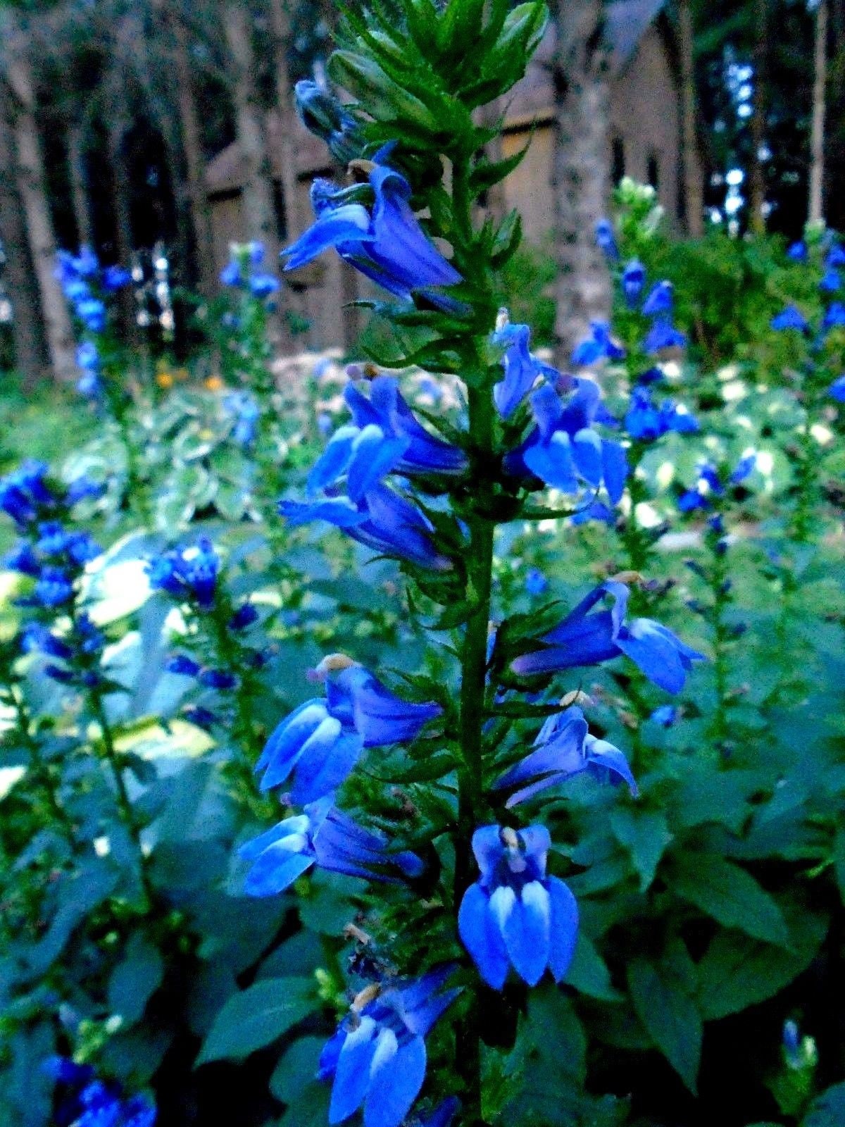 Blue Lobelia Flower