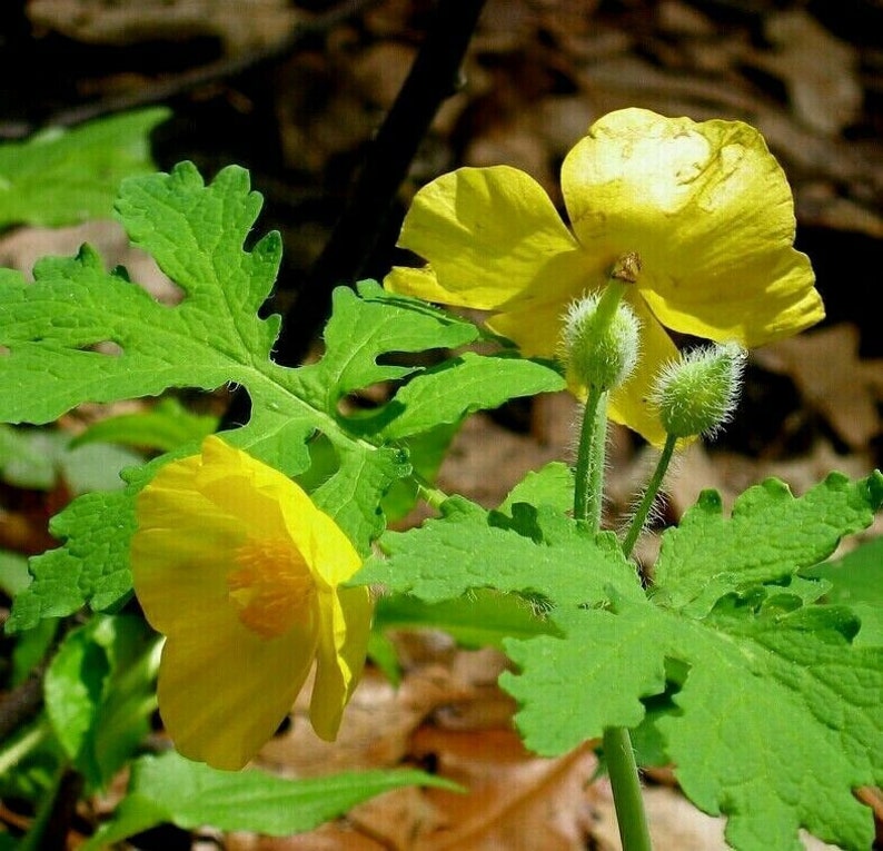 CELANDINE POPPY Stylophorum Diphyllum Wildflower Native | Etsy
