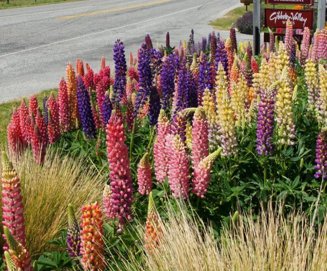 LUPIN MIX Russell Lupinus Hardy Perennial 5 Seeds - Etsy Canada