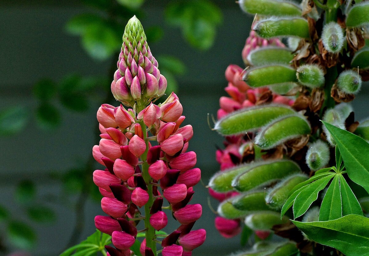 LUPIN MIX Russell Lupinus Hardy Perennial 5 Seeds - Etsy Canada