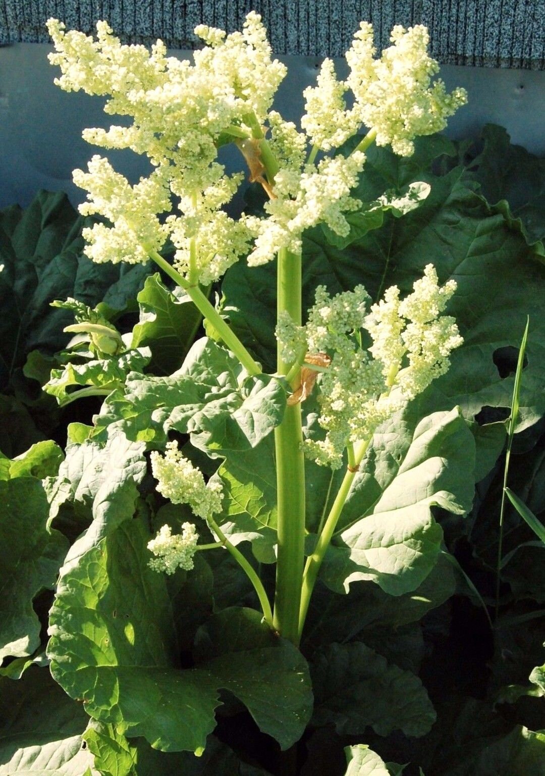 Rhubarb Seeds And Flowers