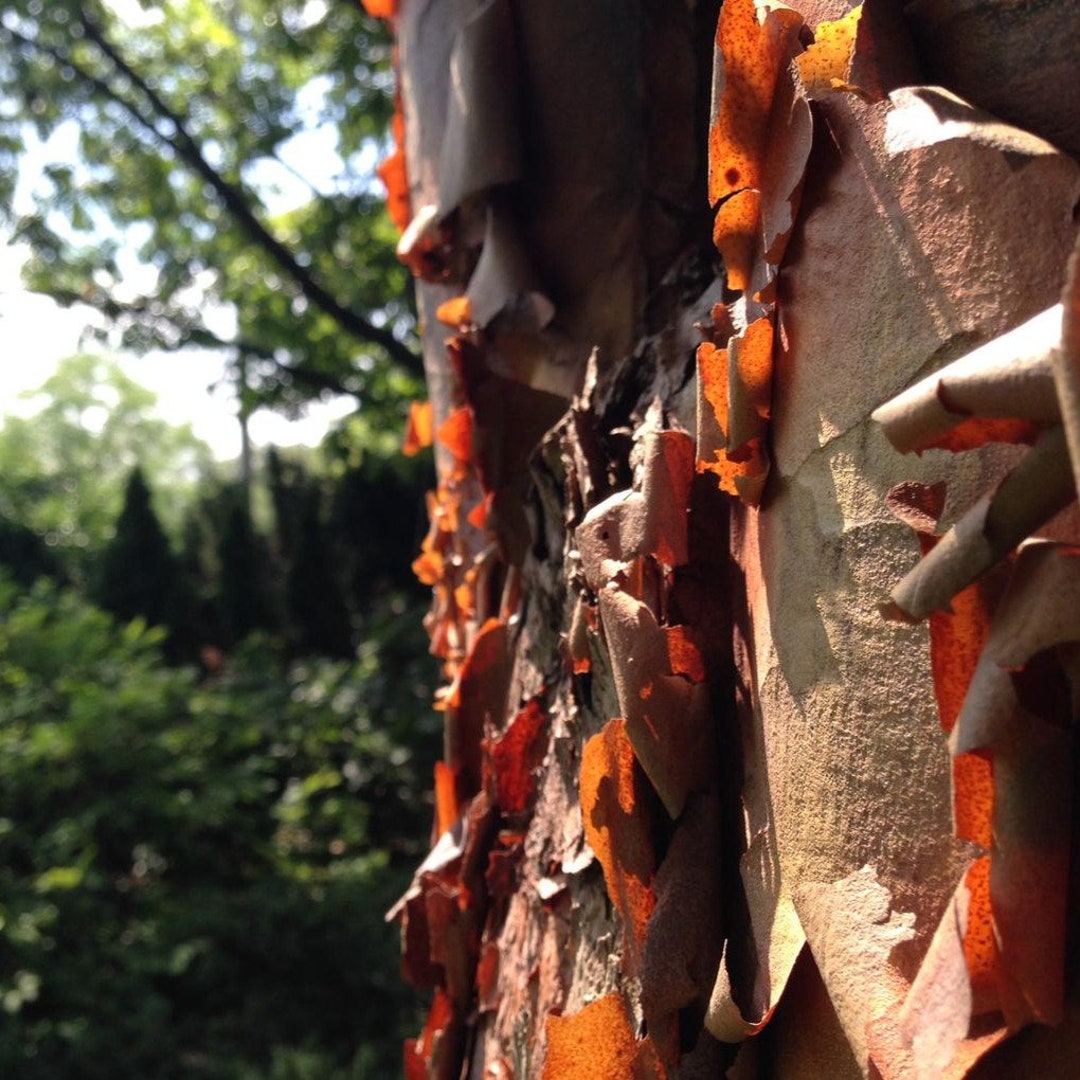 PAPERBARK MAPLE Acer Griseum Hardy Tree Paper Bark, 10 Large Seeds - Etsy
