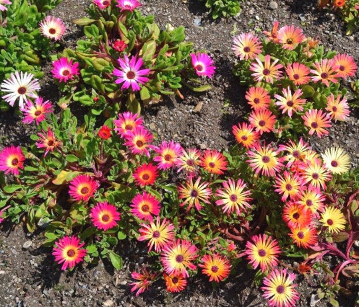 PERENNIAL ICE PLANT Livingstone Daisy Delosperma Mix Dry Hot - Etsy