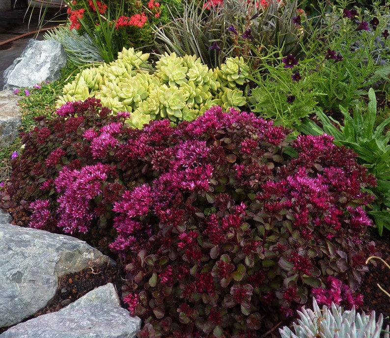 SEDUM VOODOO Red Black Stonecrop Ground Cover Low Growing | Etsy