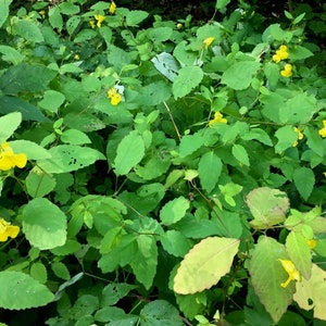 TOUCH ME NOT Jewelweed Impatiens Capensis Popping Yellow - Etsy
