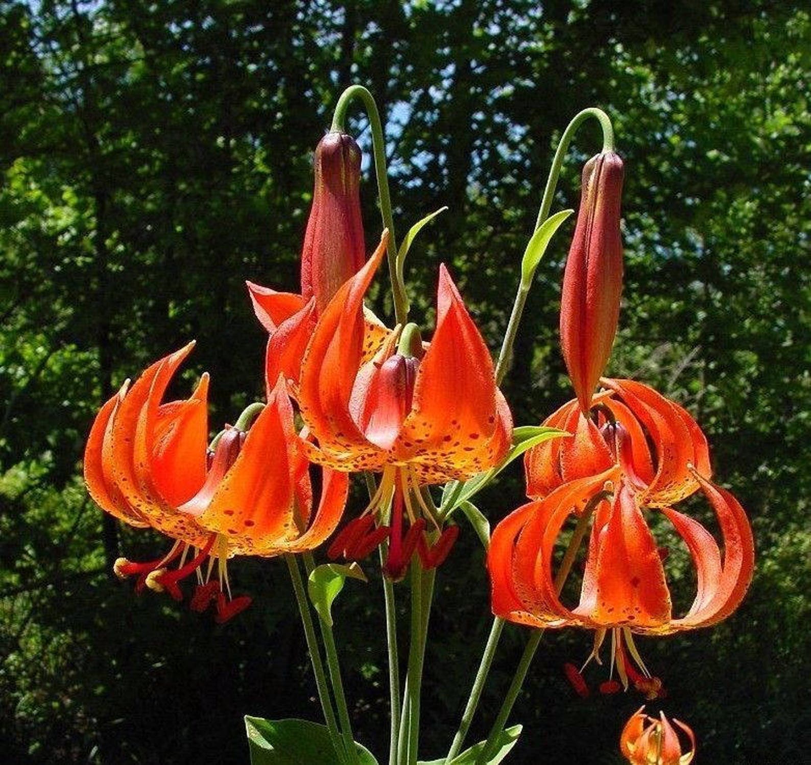 MICHIGAN LILY Lilium Michiganense Turk's Cap Lily Red - Etsy UK
