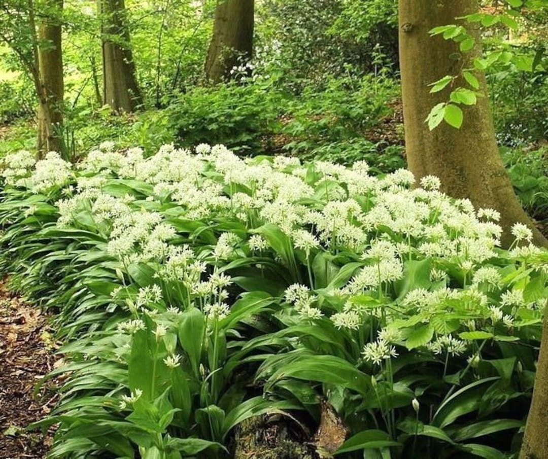 RAMSONS WILD GARLIC Allium Ursinum Hardy Perennial Woodland Native 10 ...