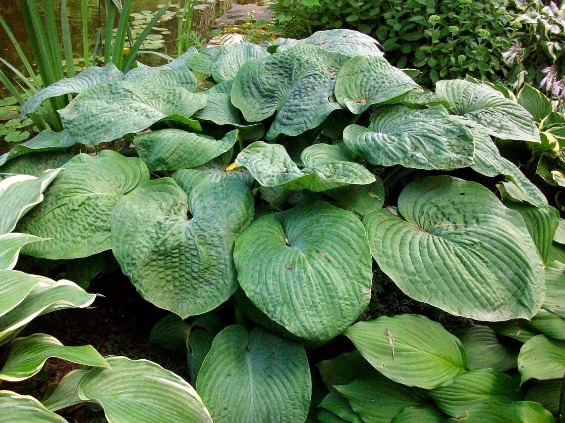 MASSIVE GIANT HOSTA Huge Large Thick Leaves Shade Bulk | Etsy