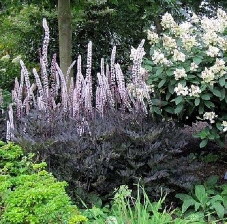 Red CIMICIFUGA BUGBANE Black Cohosh Snakeroot Hardy Perennial - Etsy