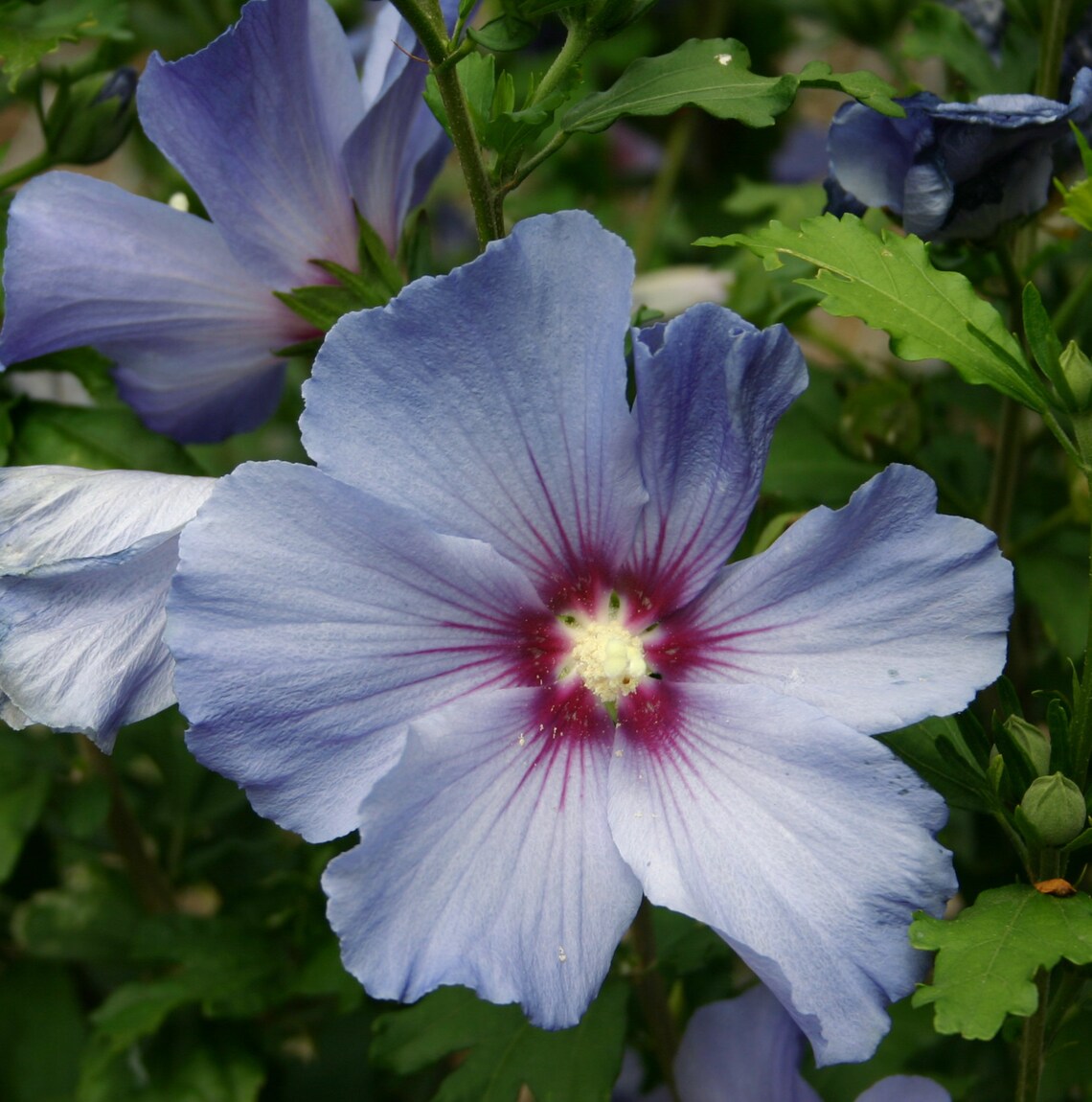 ROSE OF SHARON Hardy Hibiscus Shrub Althea Syriacus 10 Seeds | Etsy