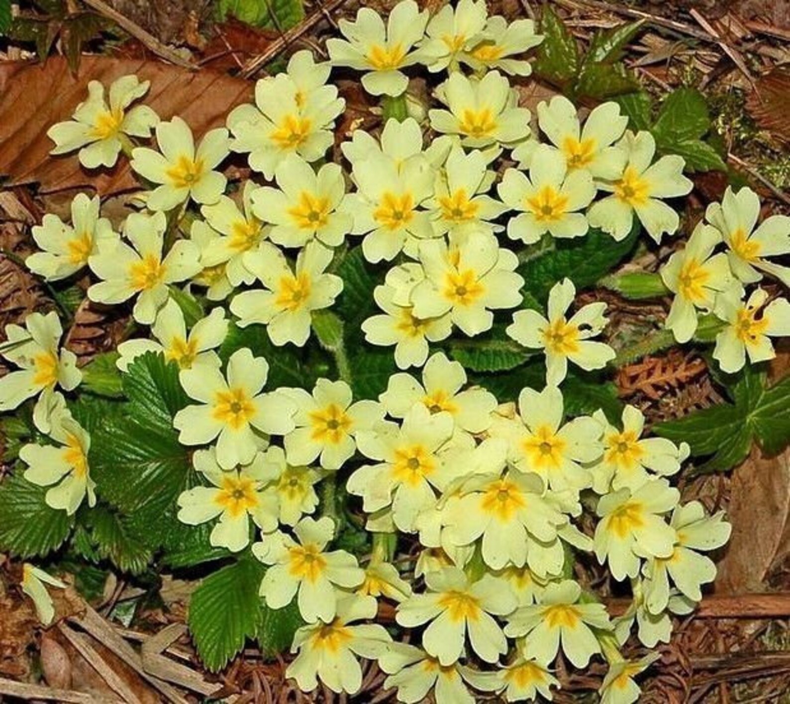 WILD PRIMROSE Primula Vulgaris Creamy Yellow White Garden | Etsy