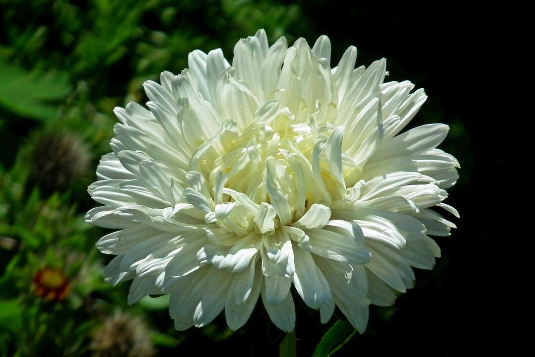 GIANT ASTER Mix King Sized Huge Flower Double Chrysanthemum ...