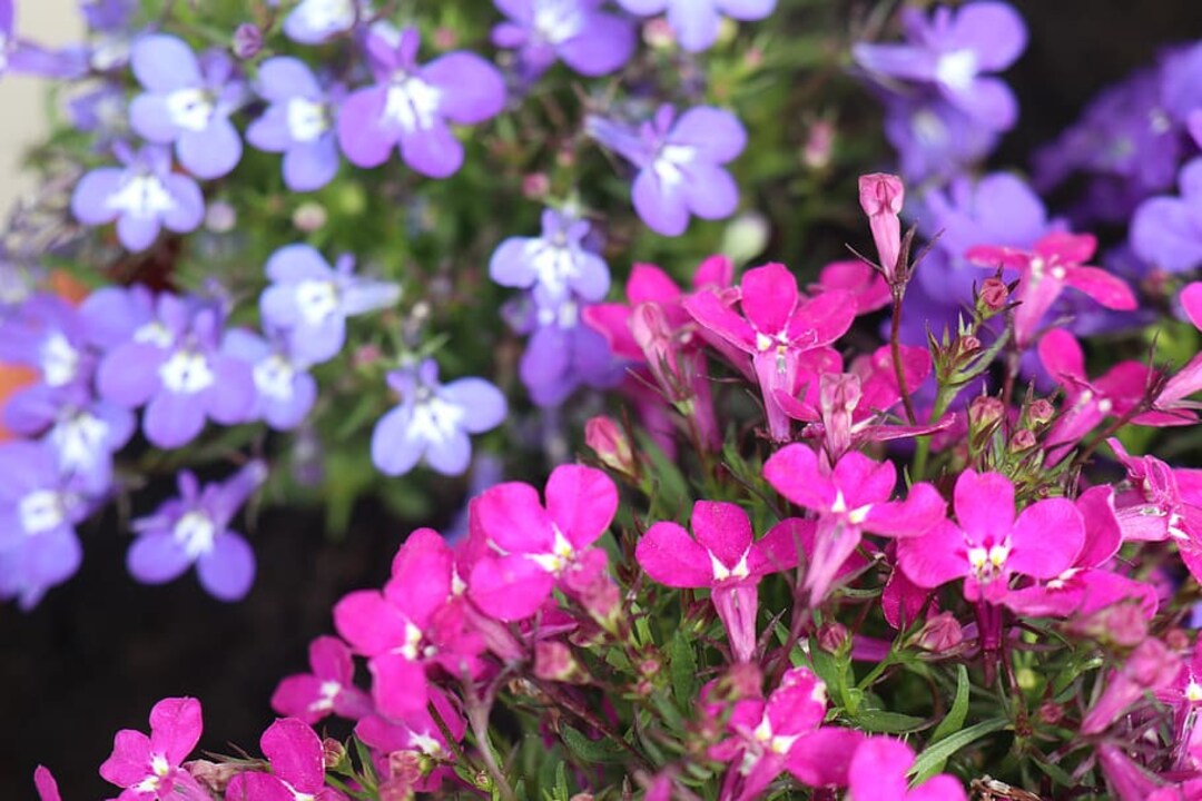 TRAILING LOBELIA MIX Flower Erinus Hanging Baskets Planter Pot, 10 ...