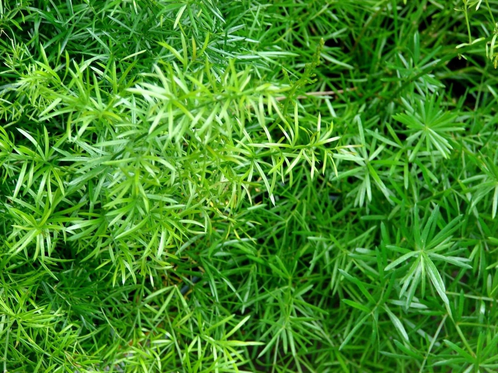 ORNAMENTAL ASPARAGUS FERN Sprengeri Trailing Houseplant 5 | Etsy