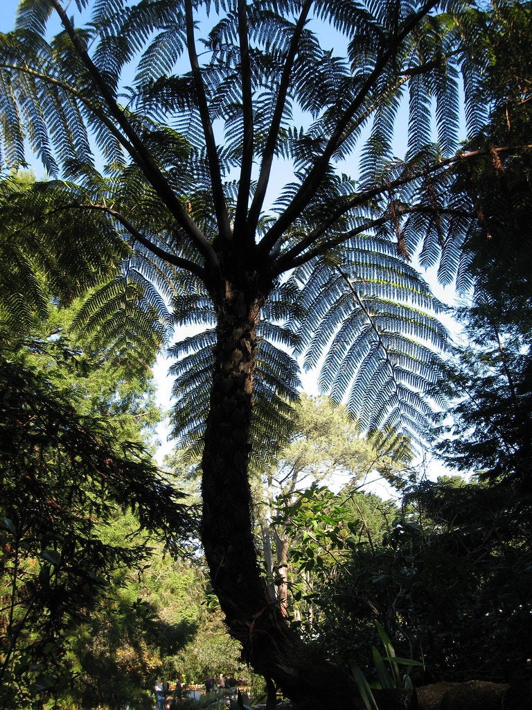 BLACK TREE FERN Mamacu Cyathea Medullaris 5 Rare Spores Seeds | Etsy Canada
