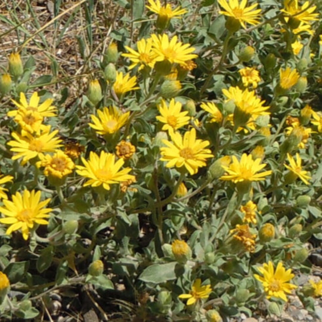 GOLDEN YELLOW ASTER Heterotheca Villosa Hardy Perennial, 20 Seeds - Etsy