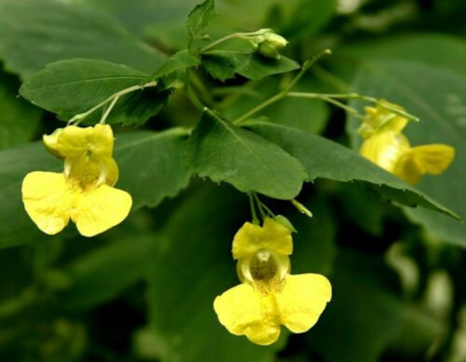 TOUCH ME NOT Jewelweed Impatiens Capensis Popping Yellow - Etsy