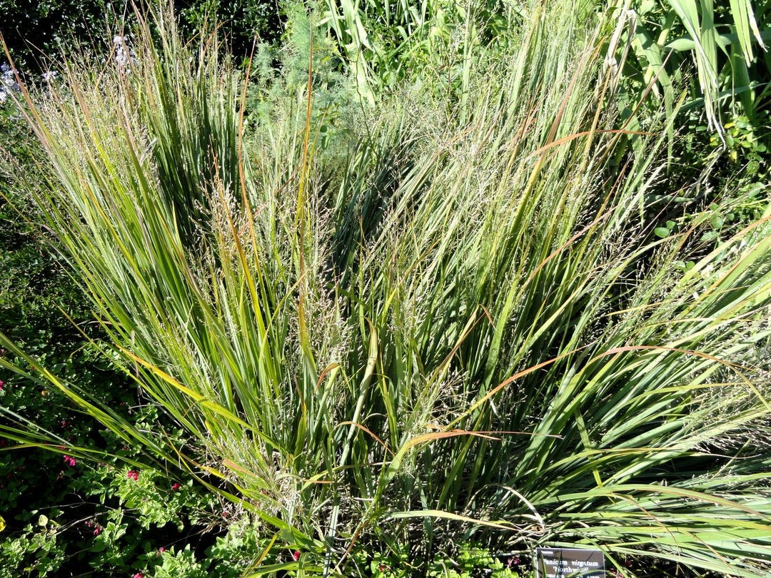 SWITCHGRASS Panicum Virgatum Hardy Native Perennial, 50 Seeds - Etsy Canada
