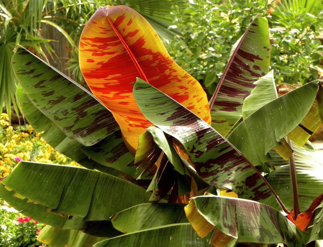 BANANA RED STRIPES Musa Sikkimensis Flash Tiger Leaves, 5 Seeds - Etsy