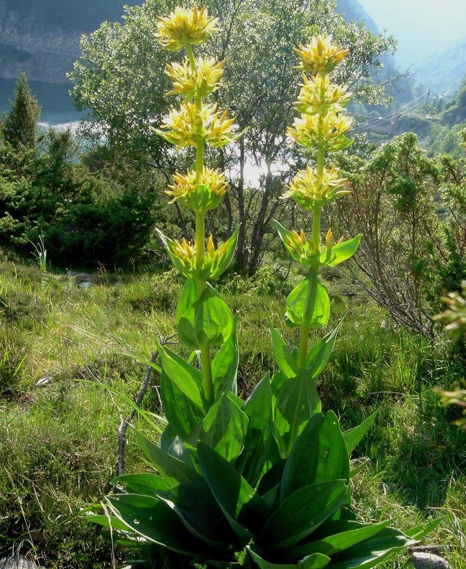 GOLDEN YELLOW GENTIAN Lutea Gentiana Tall Easy To Grow | Etsy