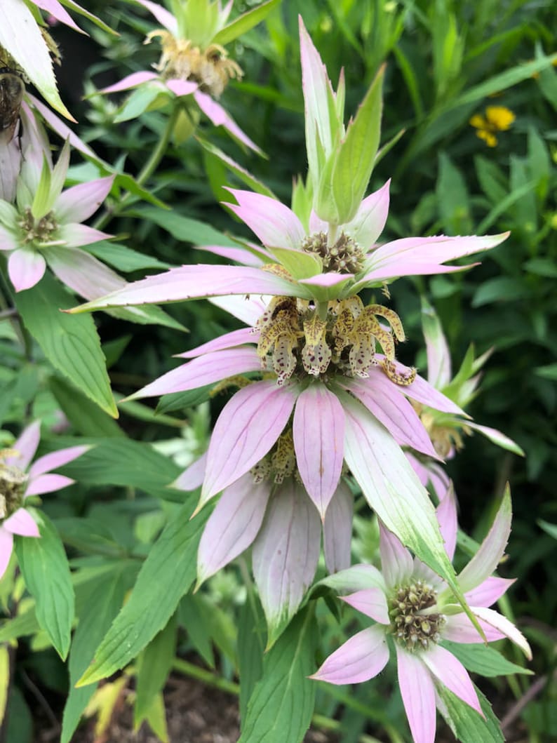 DOTTED HORSEMINT Monarda Bee Balm Mint Bergamot Punctata - Etsy