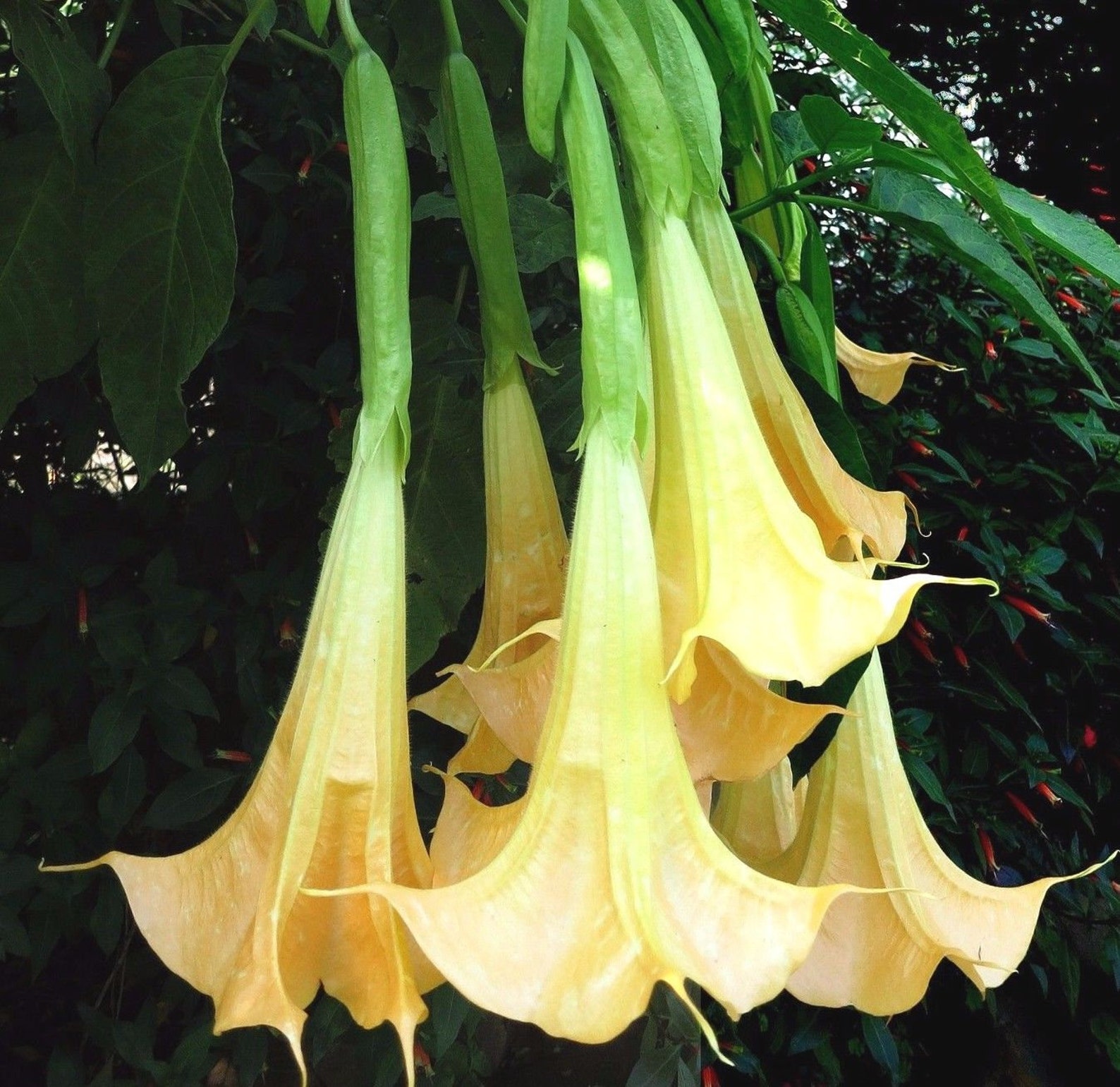 YELLOW ANGEL'S TRUMPET Brugmansia Exotic Huge Angel 3 | Etsy