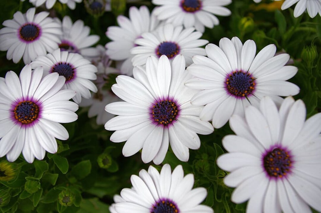AFRICAN DAISY WHITE Dimorphotheca Sinuata, 20 Seeds - Etsy