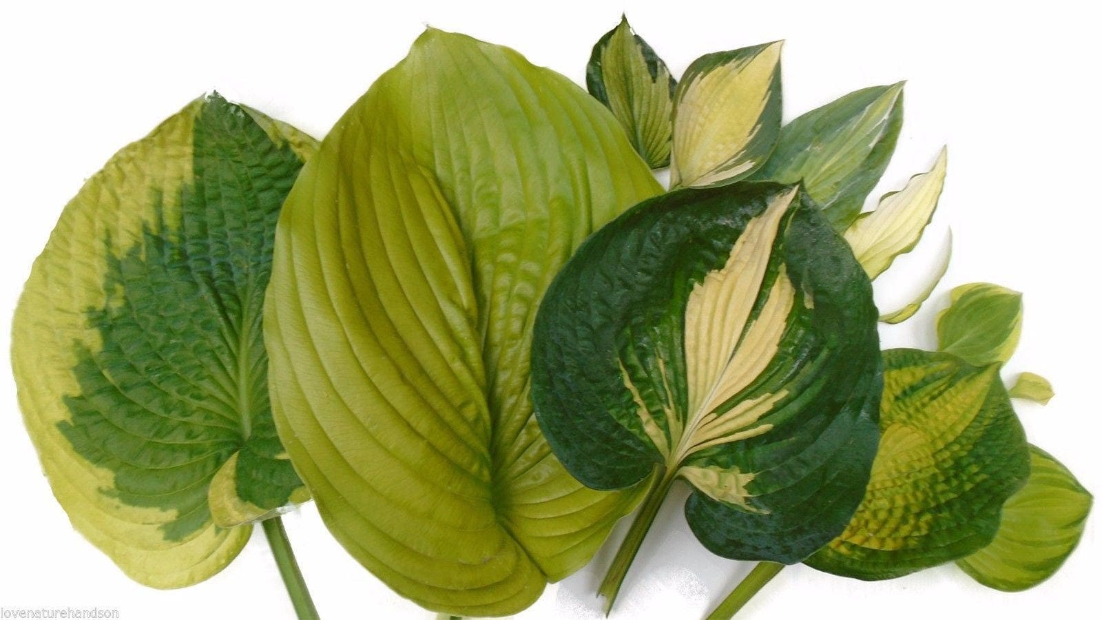 MASSIVE GIANT HOSTA Huge Large Thick Leaves Shade Bulk | Etsy