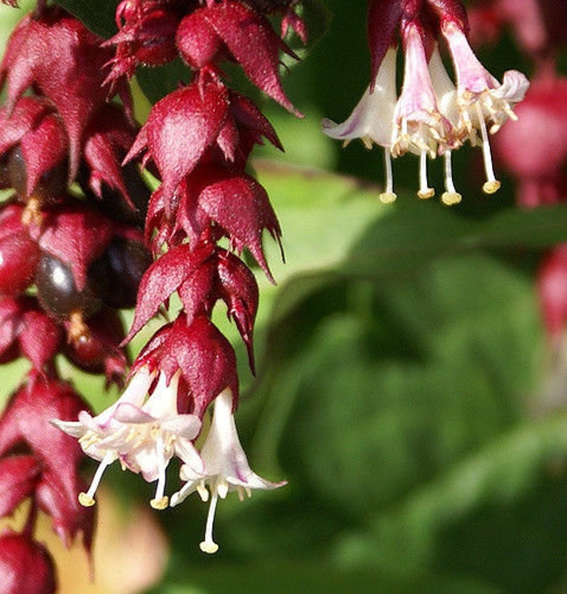 Himalayan Honeysuckle Vine False Nutmeg Lydia Leycesteria | Etsy