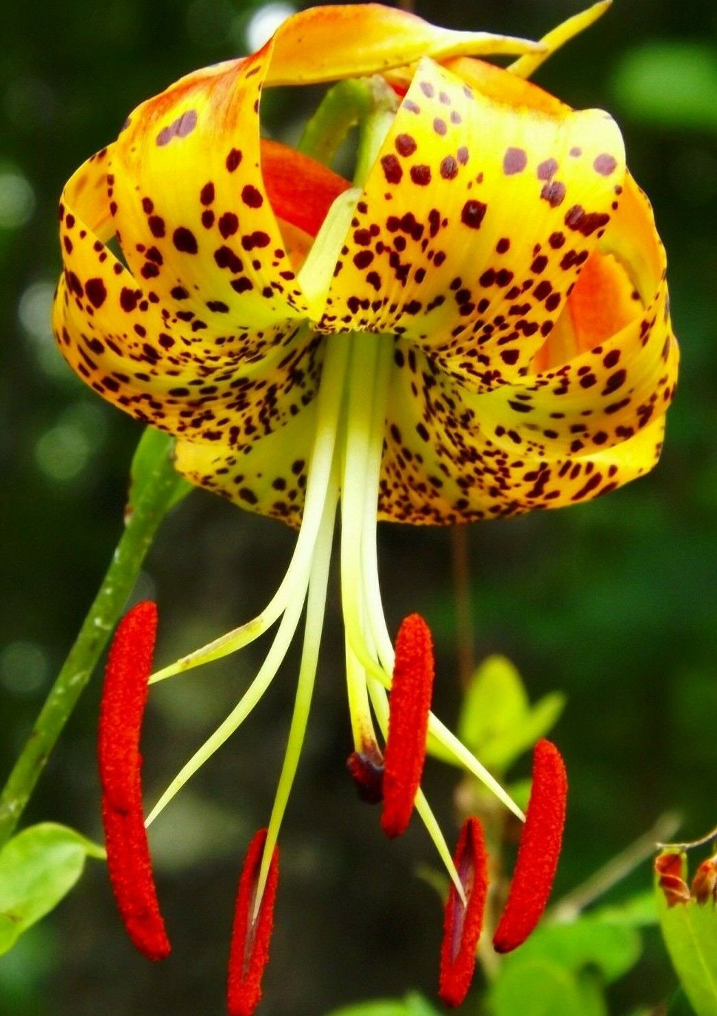 Huge TIGER LILY Lilium Superbum Native Wildflower Turk's | Etsy Canada
