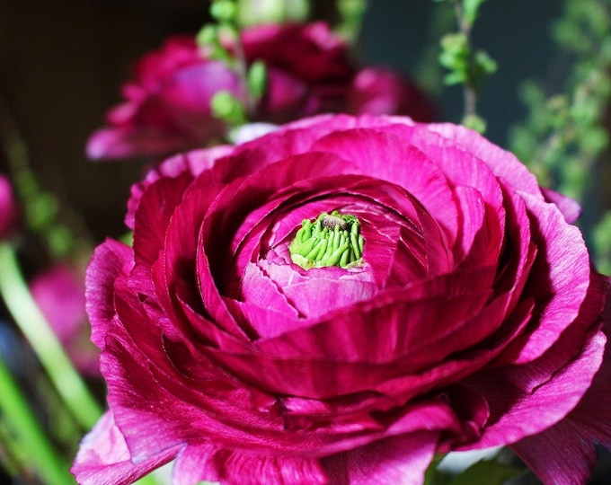 SUNFLOWER 'SORAYA' Helianthus Annuus Branching Cut Flower, 25 Seeds ...