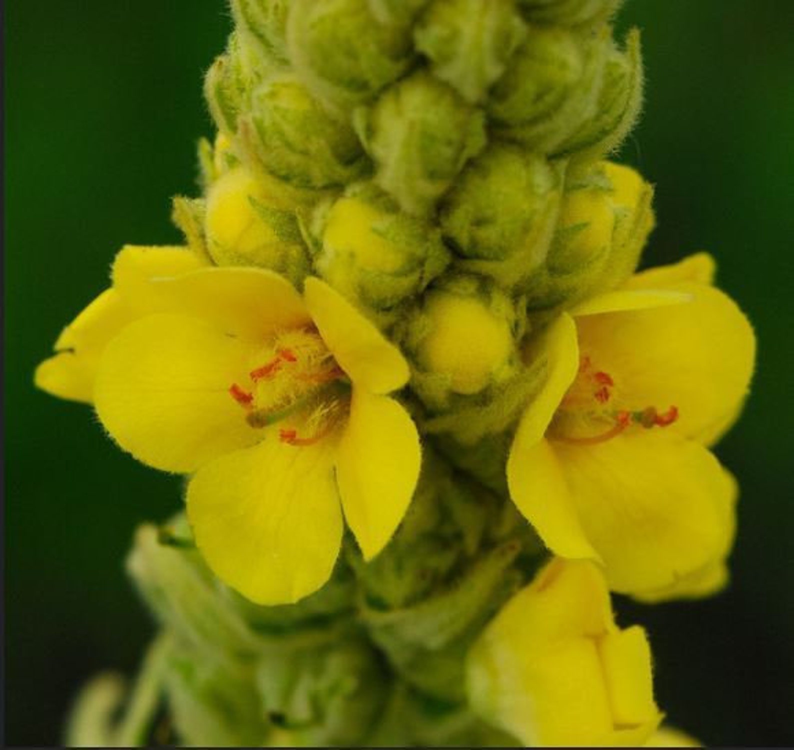 VERBASCUM Yellow Mullein Thapsus Perennial Mullien Wildflower | Etsy
