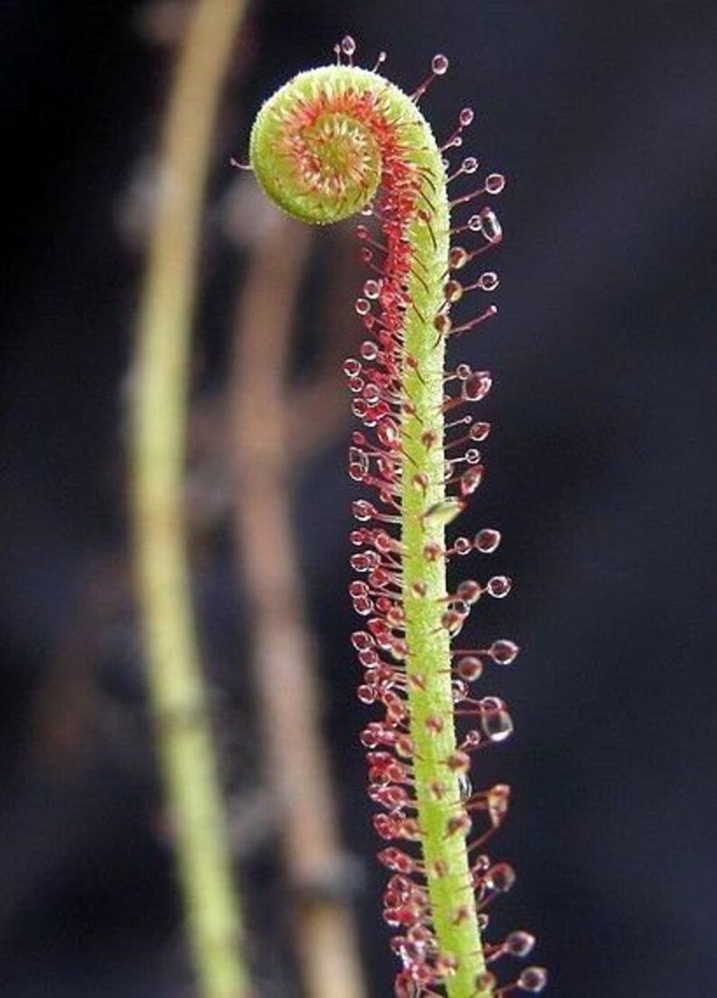 THREAD LEAF SUNDEW Drosera Filiformis Leaved Zone 7 and Up - Etsy