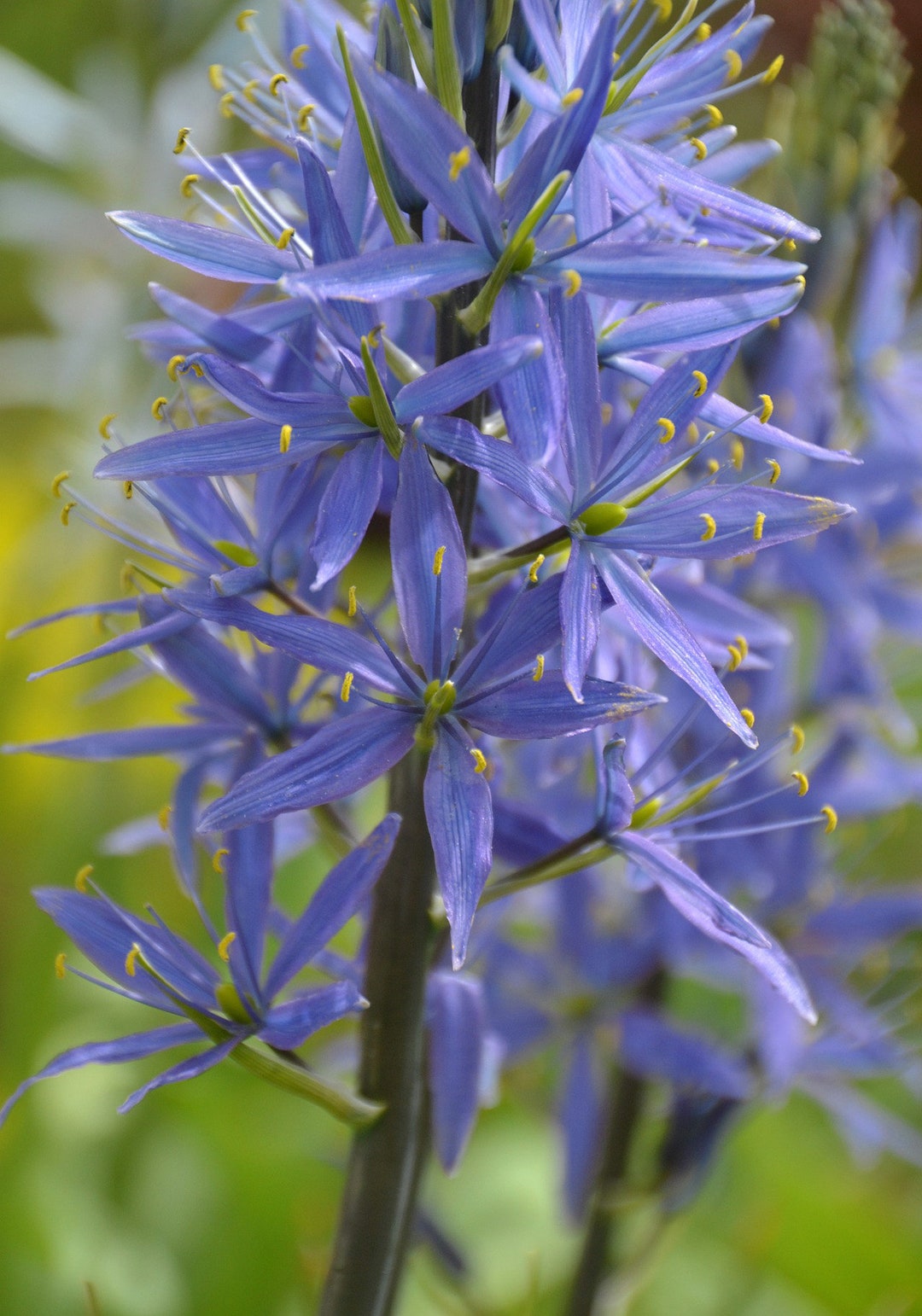 GIANT CAMAS Camassia Leichtlinii Great Large Camass Blue Indigo ...