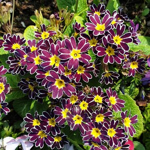 PRIMROSE VICTORIAN LACE Mix Primula Vulgaris Hardy Flower Shade, 5 Rare ...