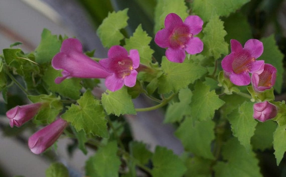MIX CLIMBING SNAPDRAGON Mexican Viper Asarina Maurandya | Etsy