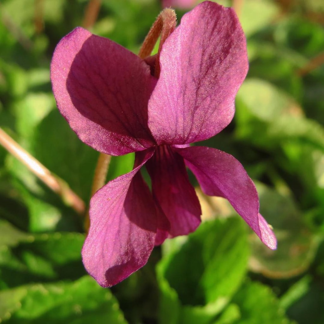 SWEET VIOLET Red-purple Viola Odorata Hardy Perennial, 25 Seeds - Etsy