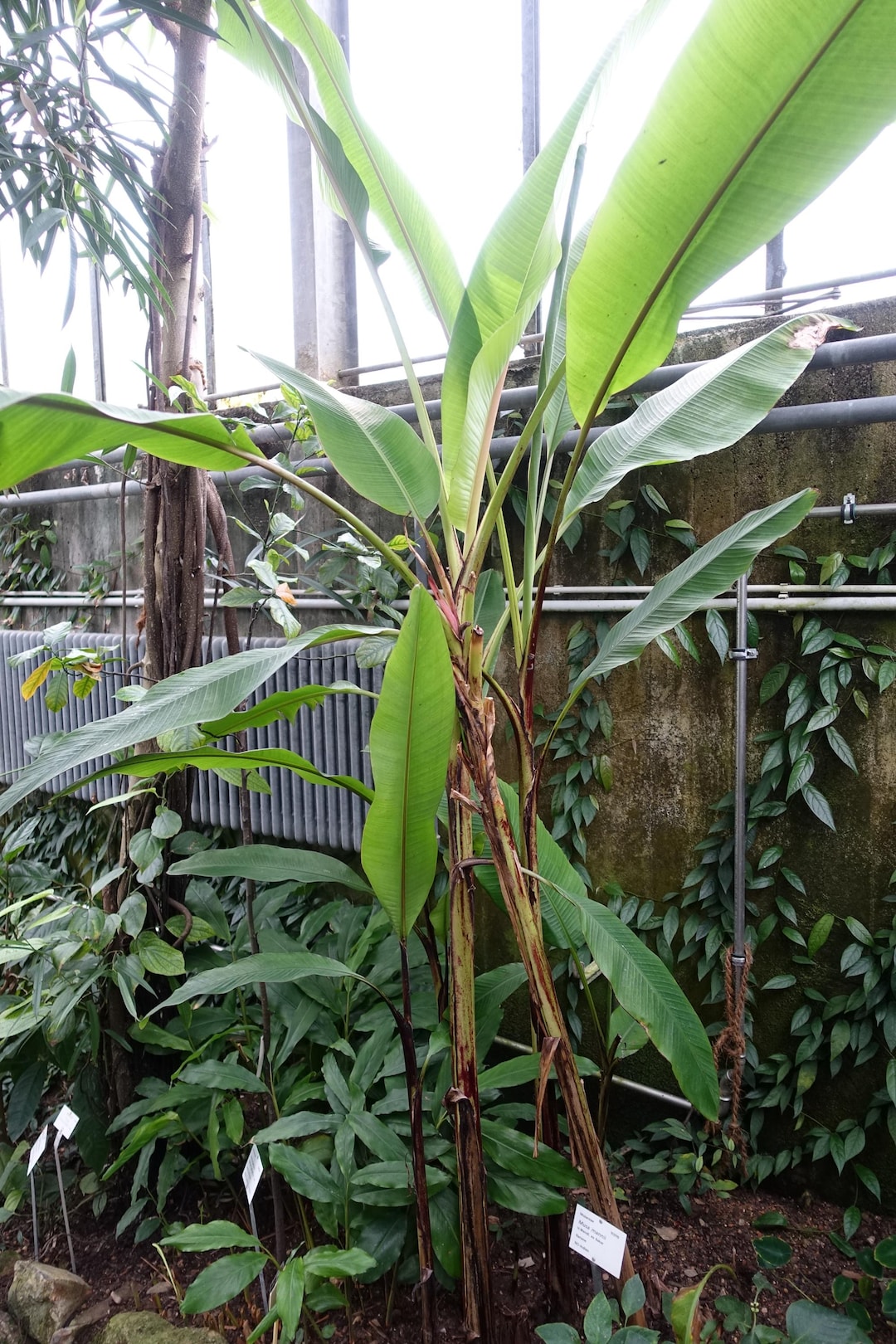 INDIAN DWARF BANANA Musa Mannii, 10 Seeds - Etsy Canada
